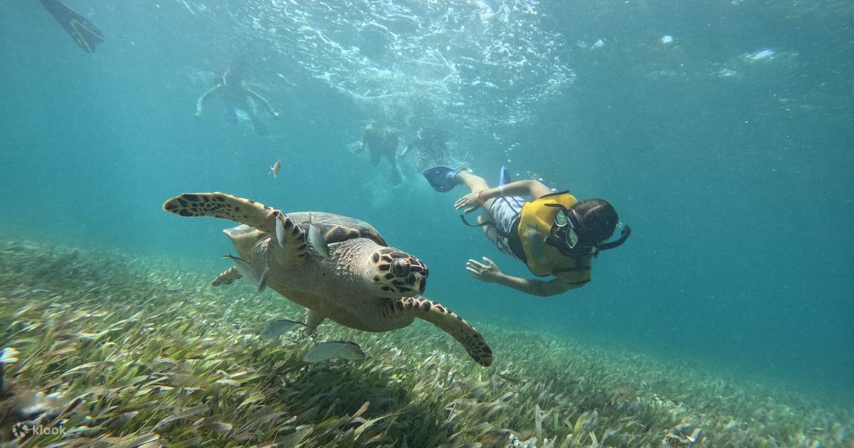 探索最佳 5 合 1 浮潛之旅,觀賞海龜、珊瑚礁、穆薩和沉船 Klook 客路